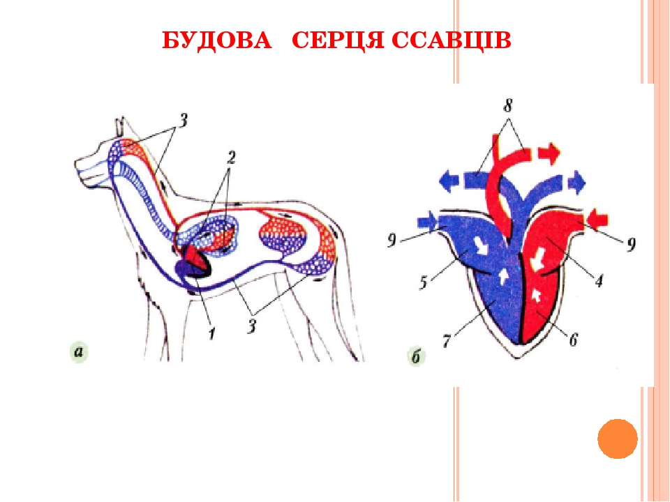 Презентація до відкритого уроку з біології у 8 класі "Система ...