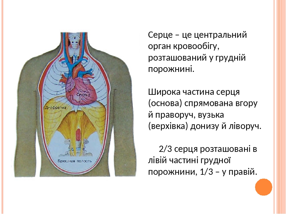 Презентація до відкритого уроку з біології у 8 класі "Система ...