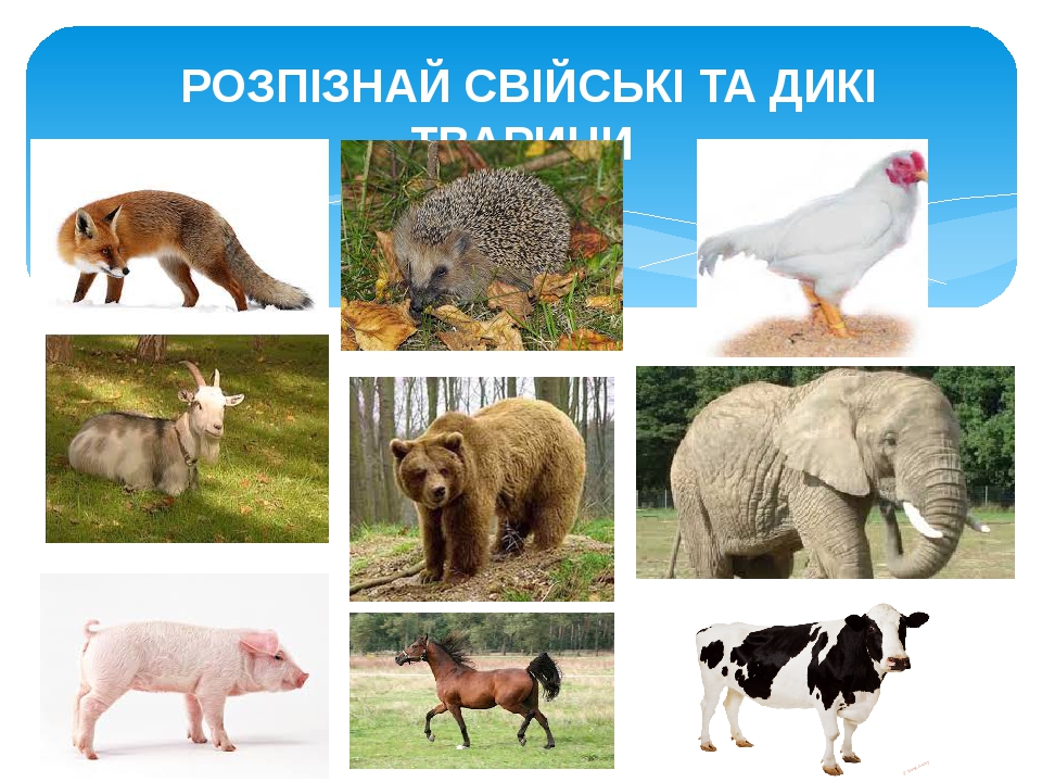 Презентація "Дикі та свійські тварини"