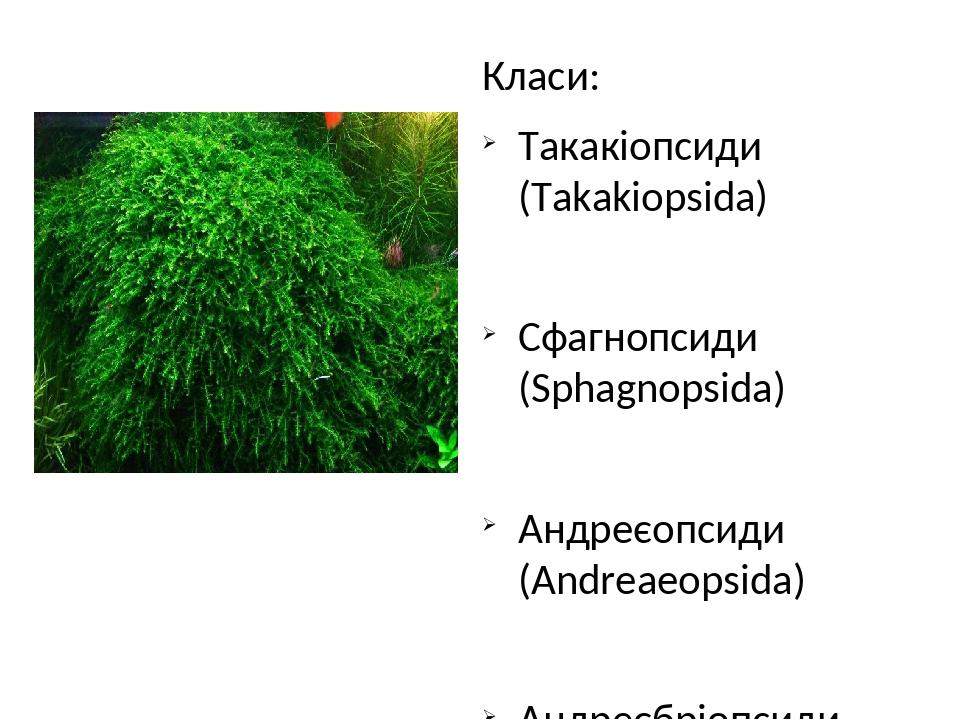 Презентація - Мохи. Їх будова та значення | Презентація. Біологія