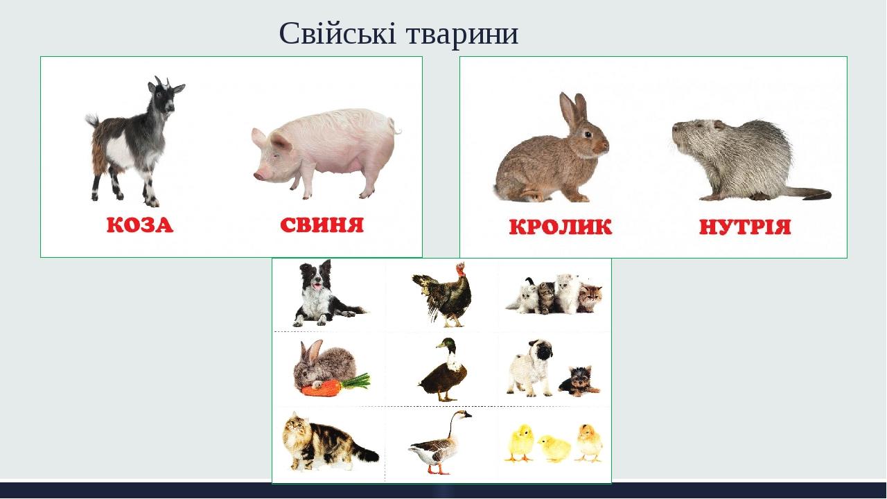 Свійські тварини. Додаткові матеріали до тижня "Тварини". | Презентація ...