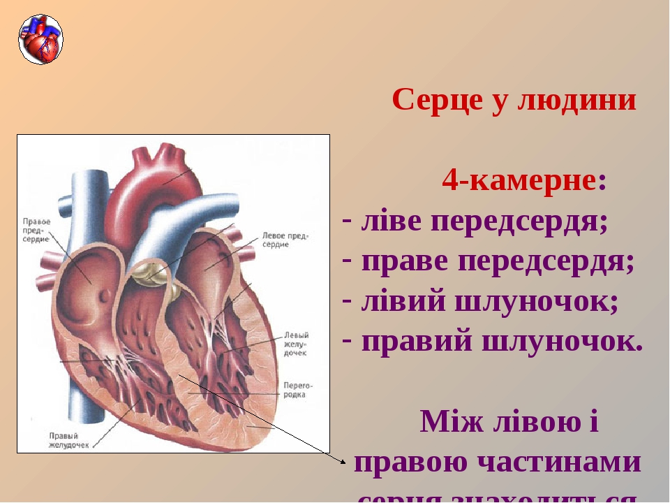 Презентація "Будова і функції серця"