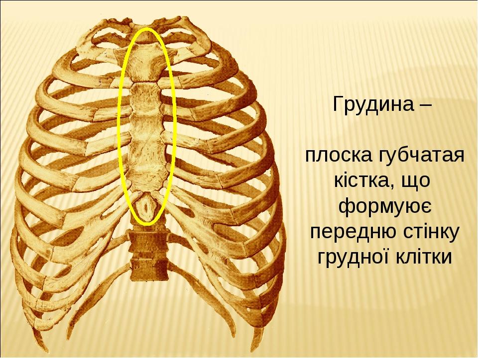Презентація до теоретичного заняття на тему: "Остеологія та артрологія ...