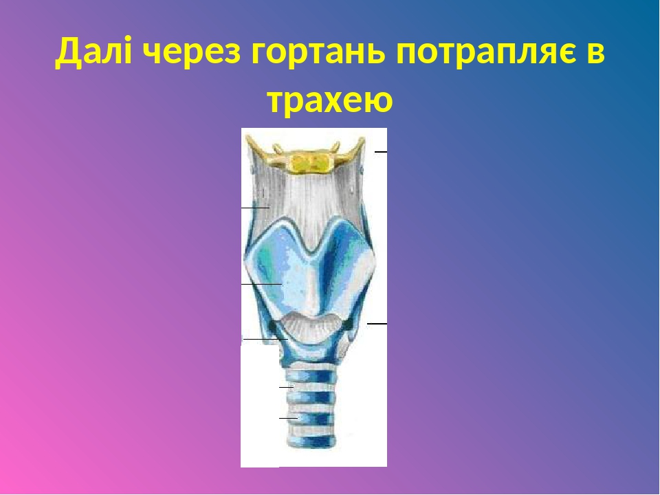 Презентація "Дихальна система людини"