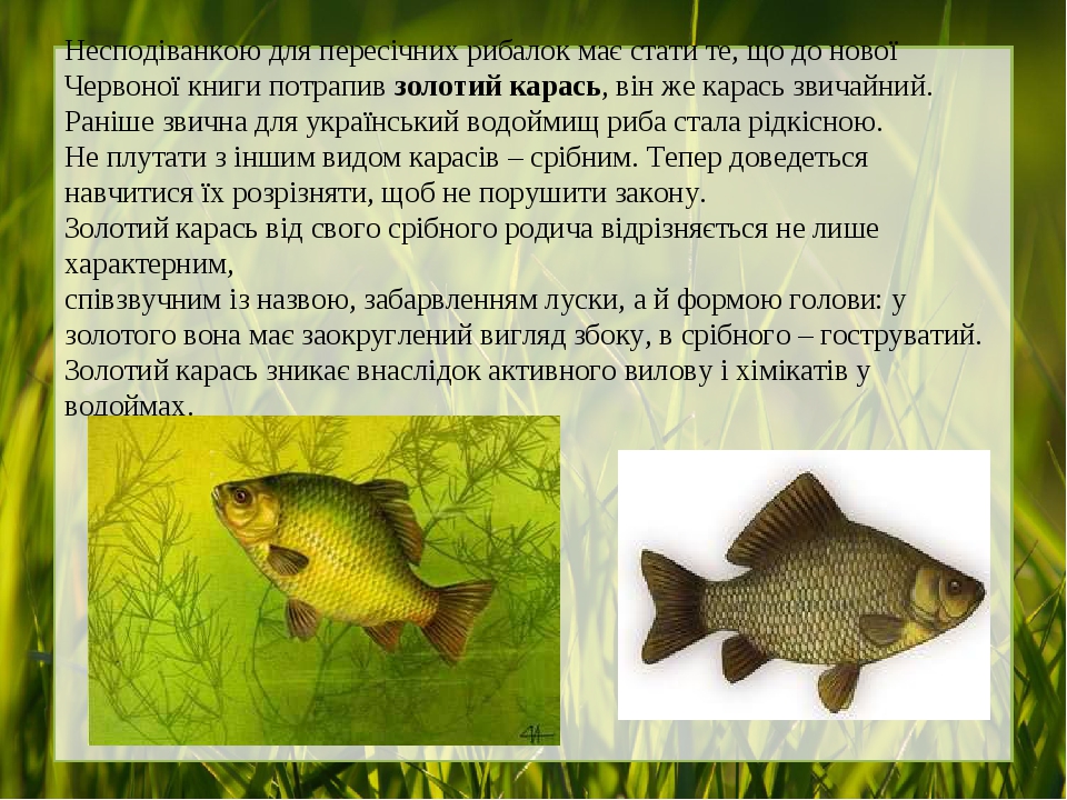 Презентація на тему: "Тварини та рослини Червоної книги України"!