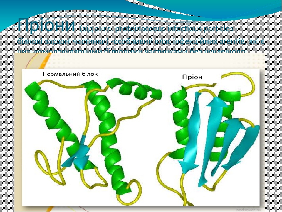 Презентація на тему "Біорізноманіття"
