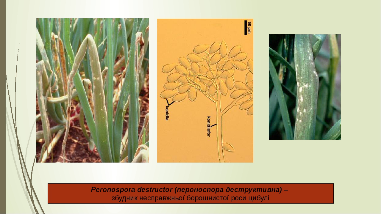 Презентація " Гриби та грибоподібні організми"