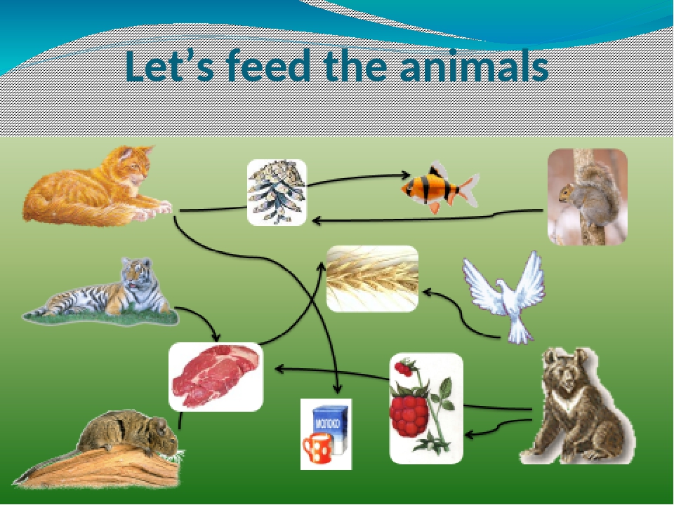 Презентація до уроку "At the Zoo" в 2 класі за підручником "Quick minds 2"