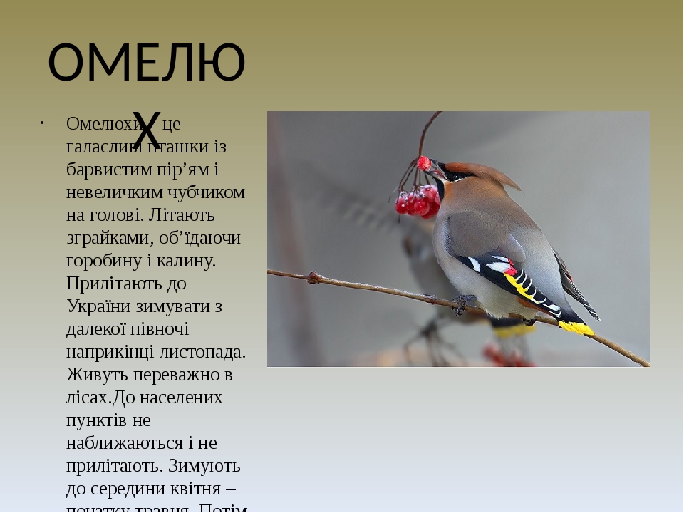 Презентація Зимові птахи України