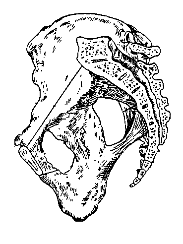 АЛГОРИТМИ виконання практичних навичок з акушерства | Інші методичні ...