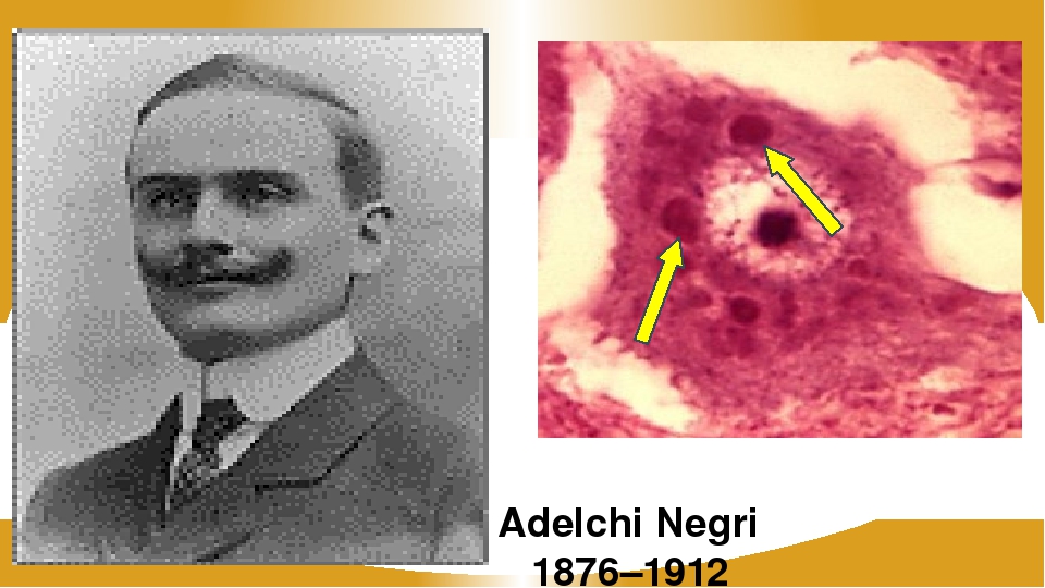 Презентація лекції з навчальної дисципліни «Епізоотологія з ...