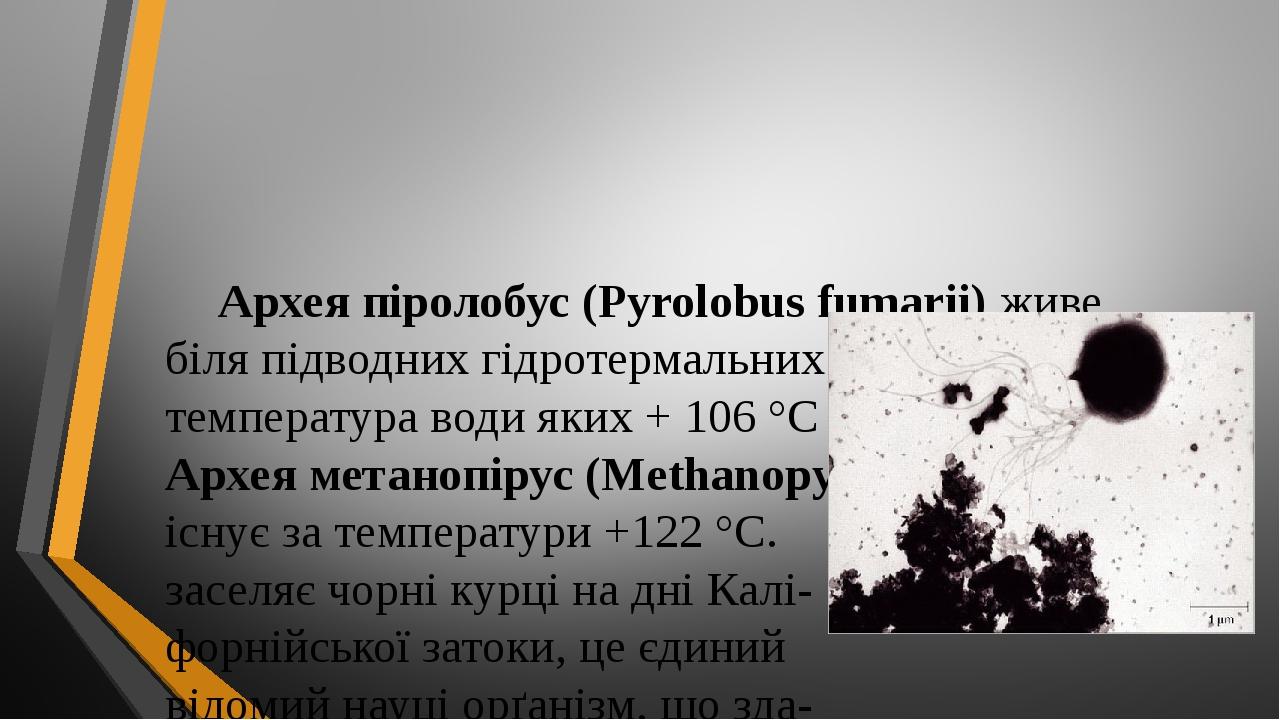 Презентація з біології для учнів 10 класу "Екологічні групи бактерій ...