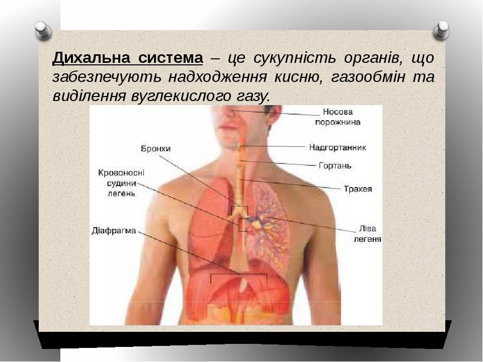 Значення дихання. Система органів дихання. Біологія 8 клас