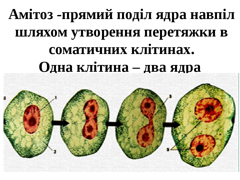 Презентація на тему: " Амітоз. Старіння і загибель клітин".