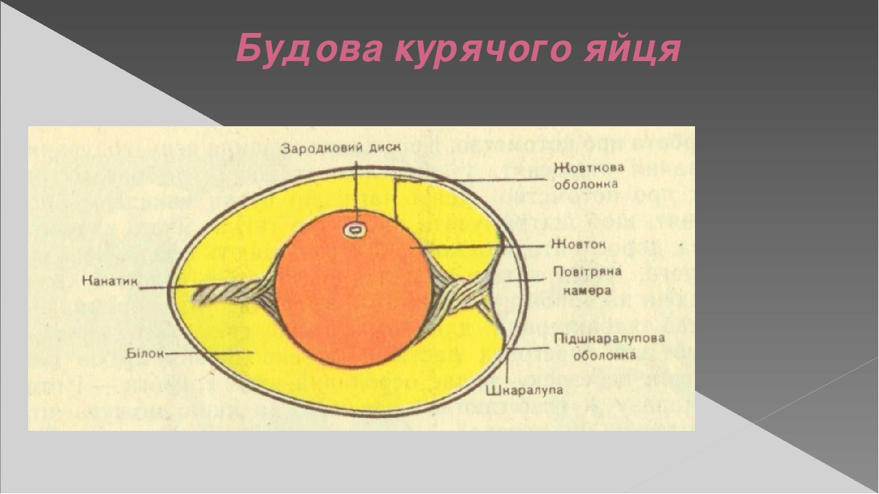 Яйця яєчні продукти Технологія приготування страв