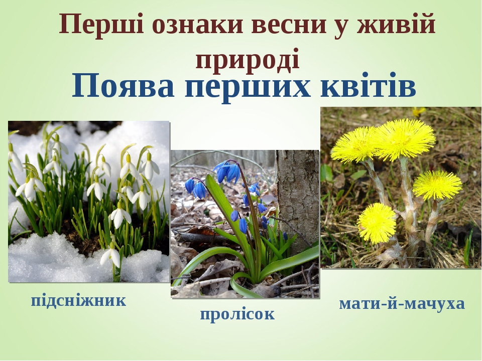 Тема Рослини навесні презентація