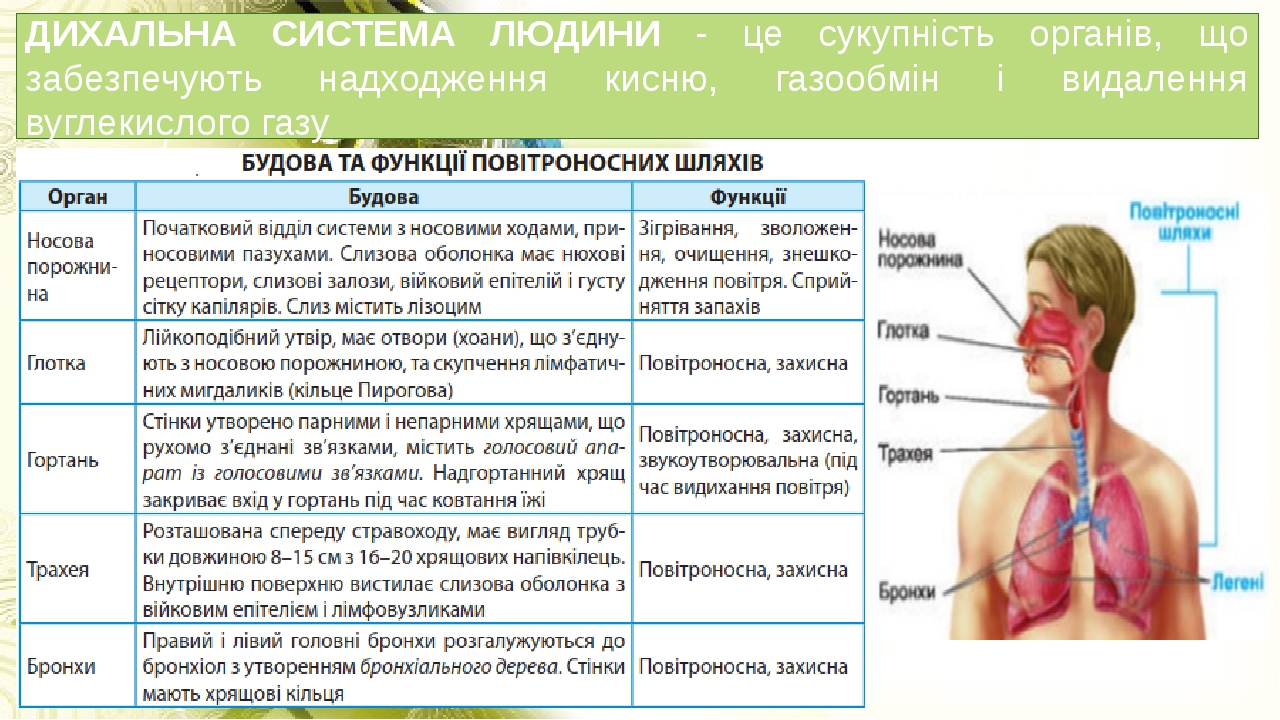 Презентація "Значення дихання. Система органів дихання"