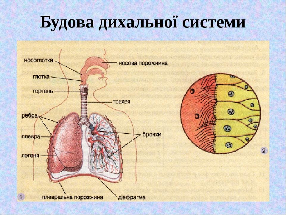 Презентація. Організм людини. Дихальна система.