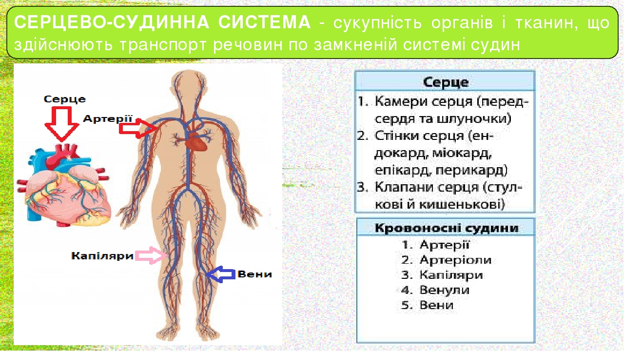 Презентація "Система кровообігу. Серце: будова та функції. Робота серця"