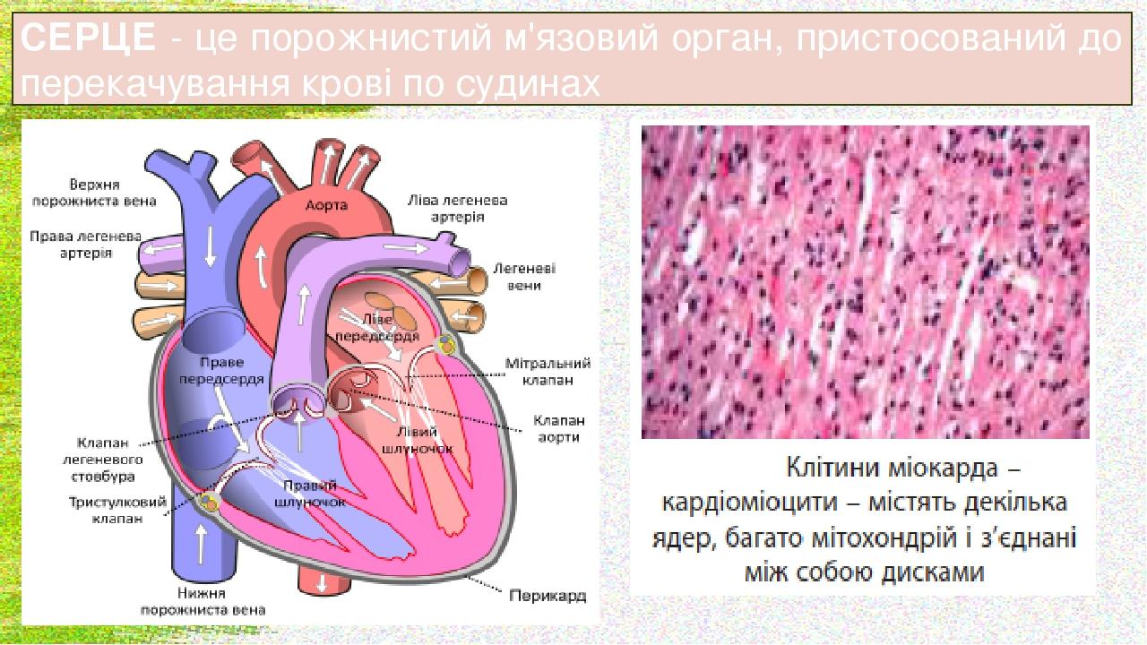 Презентація "Система кровообігу. Серце: будова та функції. Робота серця ...