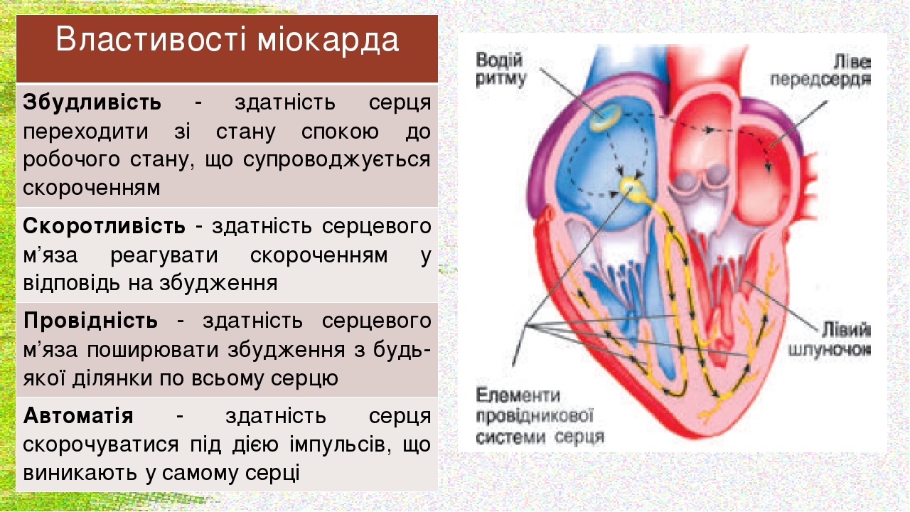Презентація "Система кровообігу. Серце: будова та функції. Робота серця"