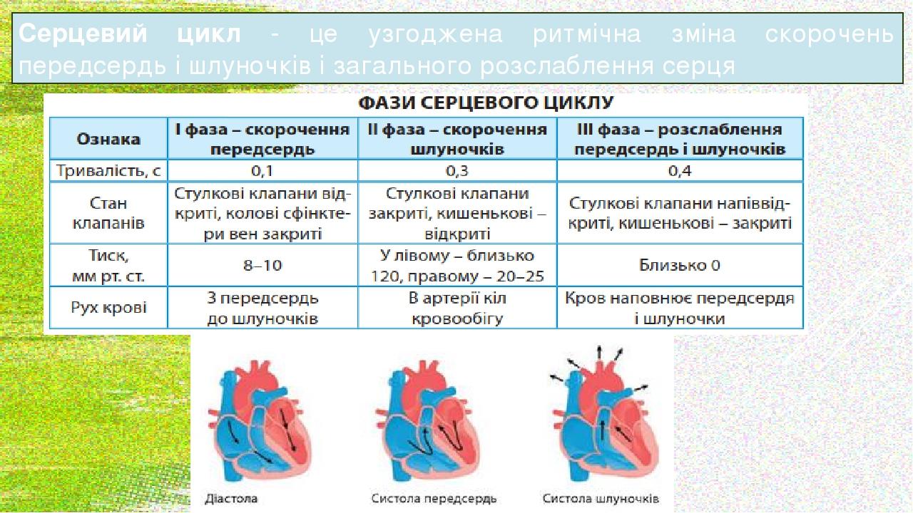 Презентація "Система кровообігу. Серце: будова та функції. Робота серця ...