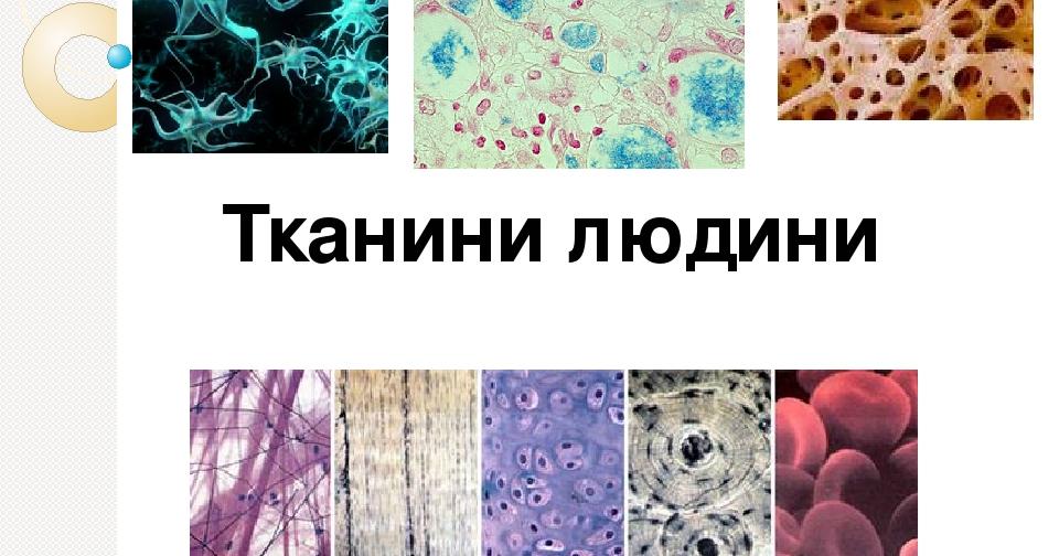 Типи тканин людини Тест на 15 запитань Біологія