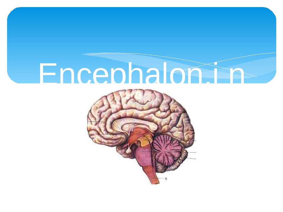 Презентаційний матеріал "Іменники другої відміни"